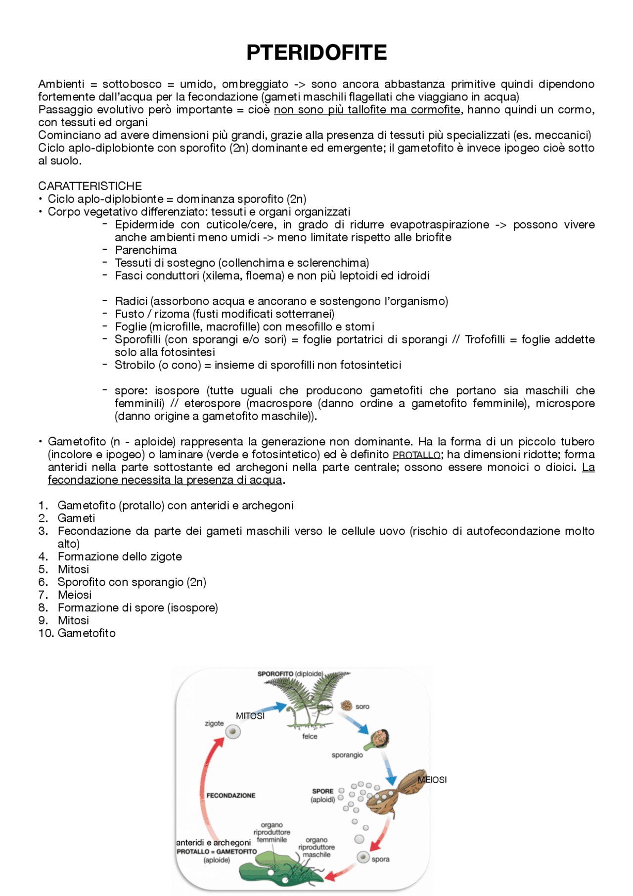 LE PTERIDOFITE: CARATTERISTICHE E CLASSIFICAZIONE | Appunti di Botanica ...