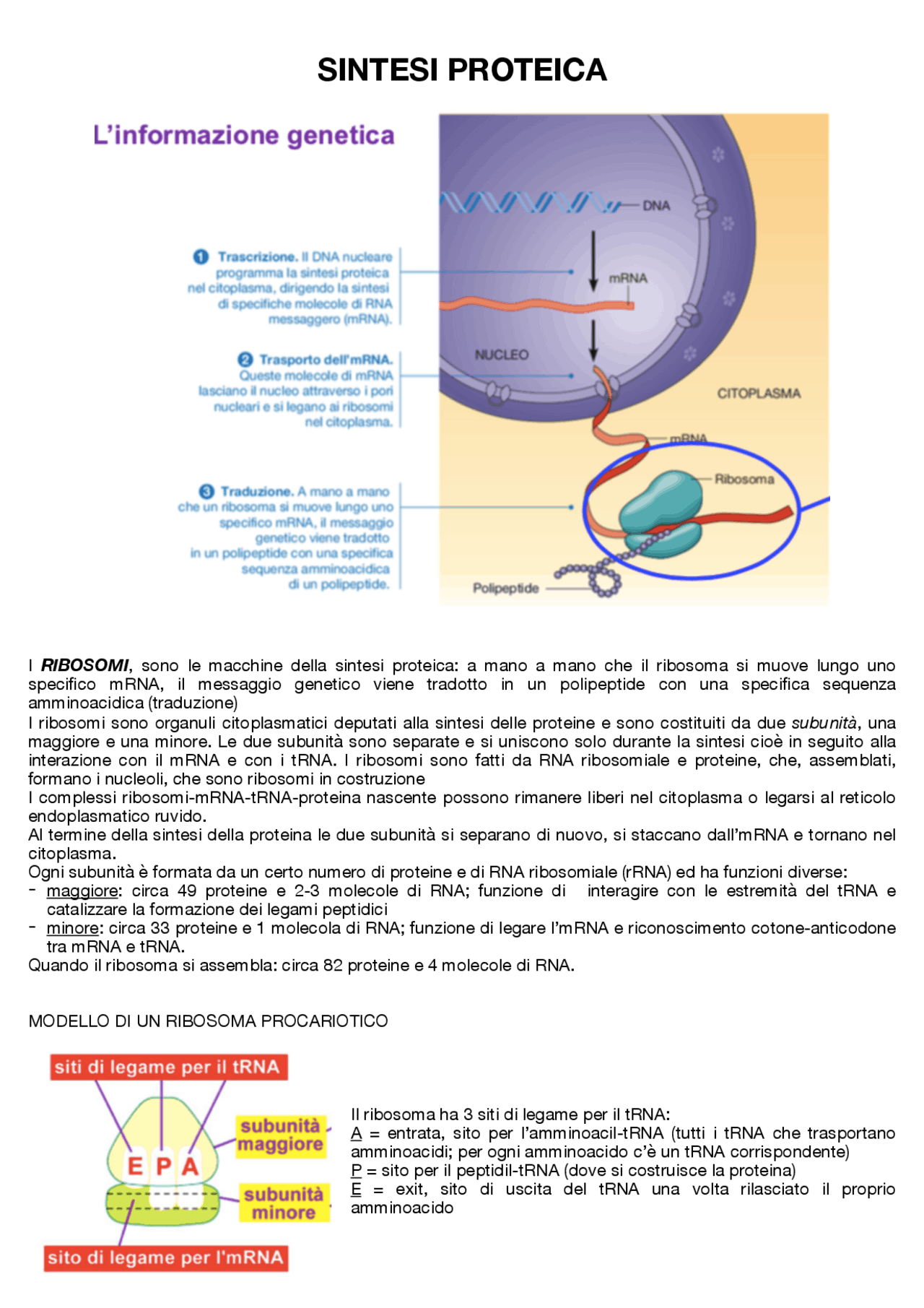 I Ribosomi E La Sintesi Proteica Appunti Di Citologia Docsity