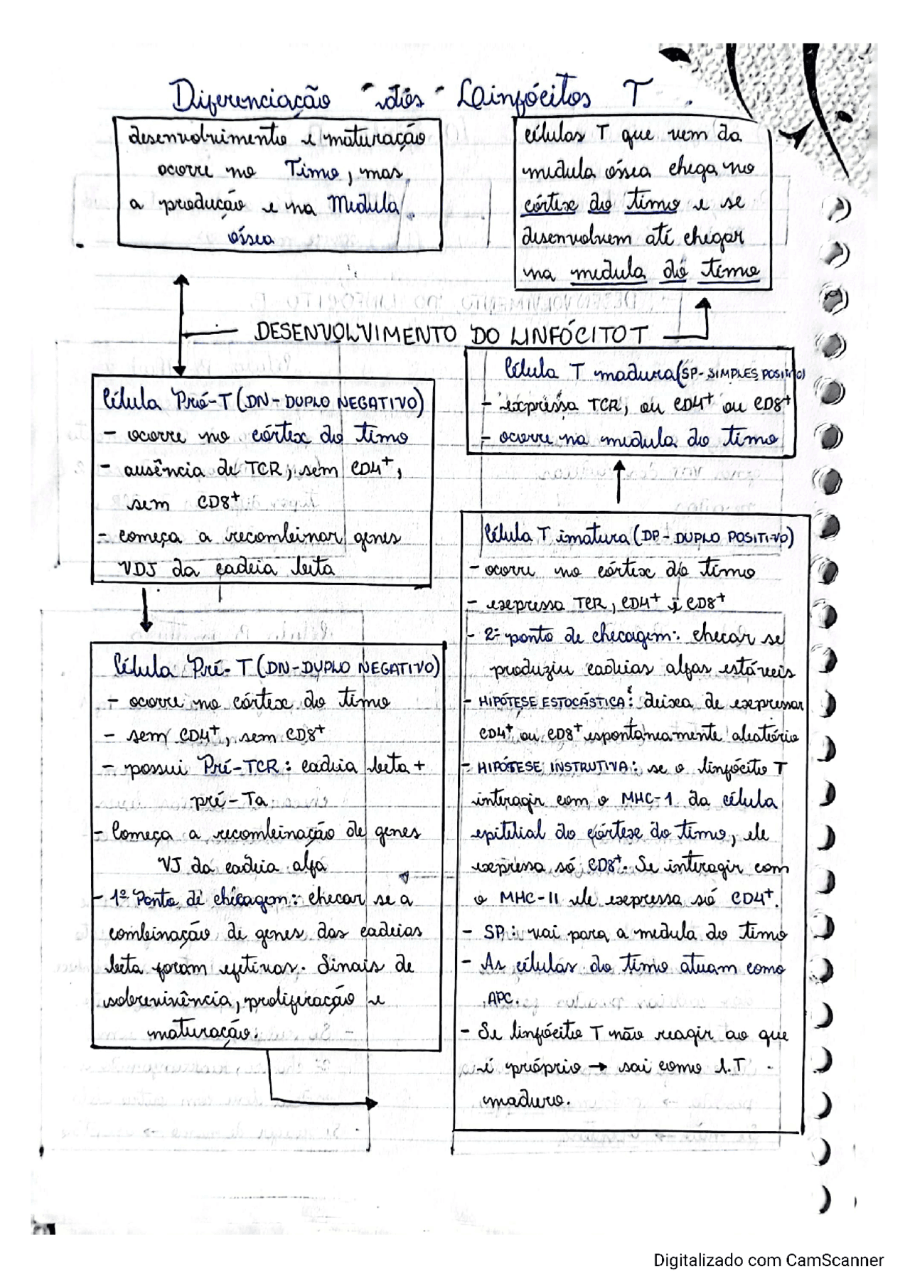Diferenciação De Linfócitos T Esquemas Imunologia Docsity