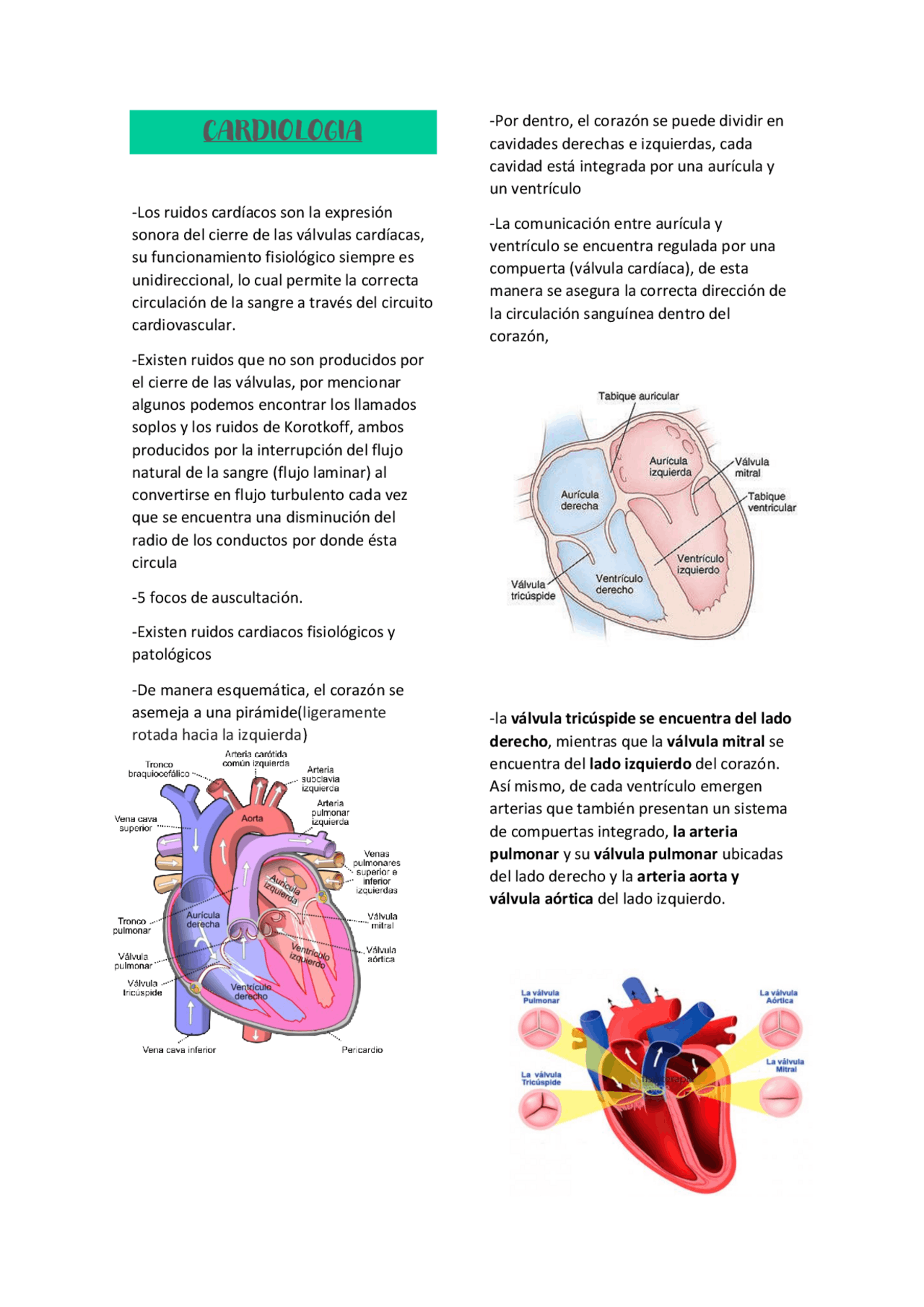 Fisiologia basica del corazon | Esquemas y mapas conceptuales de ...
