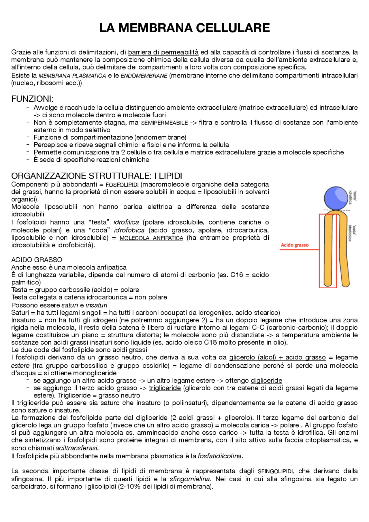 Struttura Di Base Della Membrana Cellulare Stru%ura Della Cellula: La