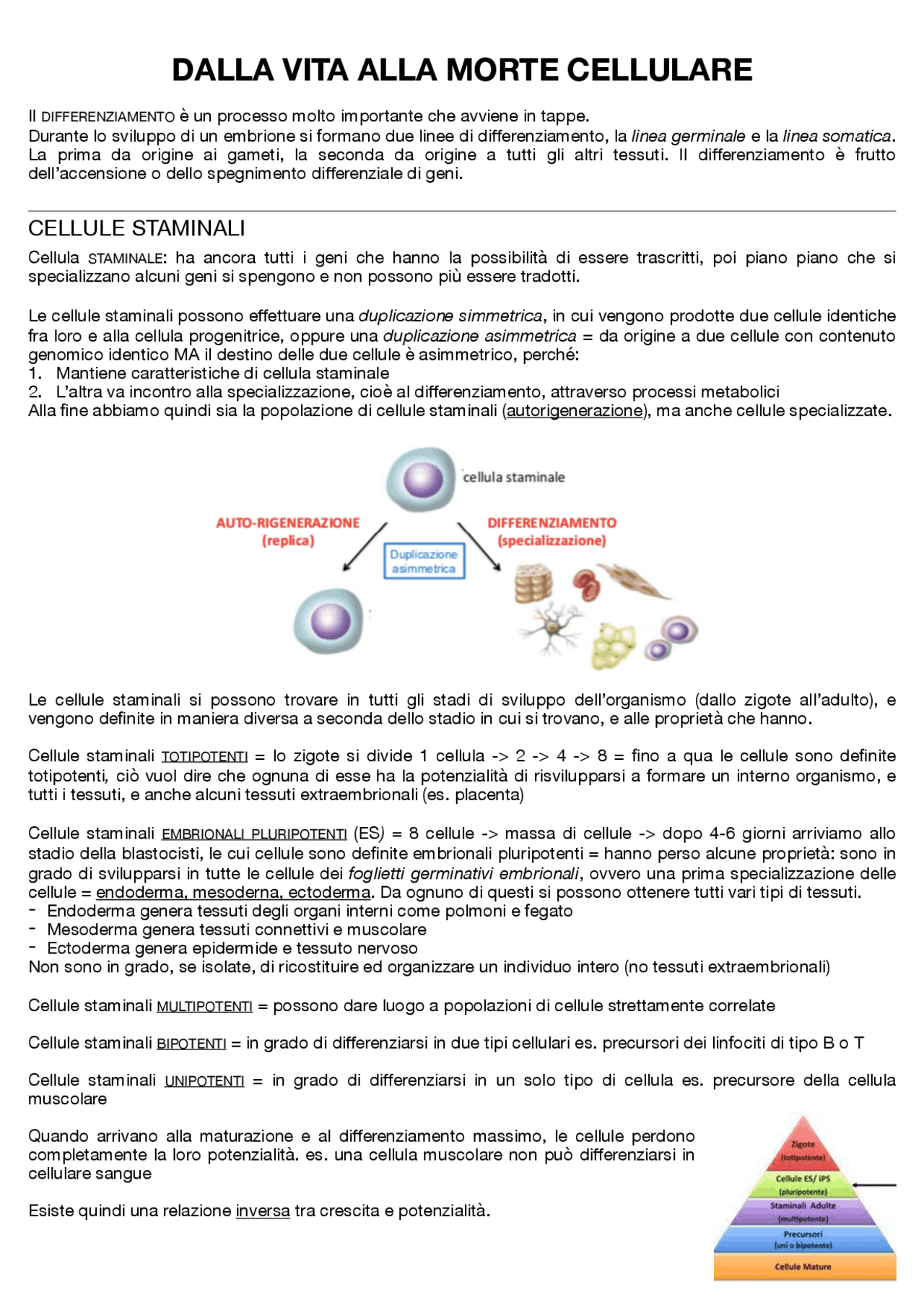 LE CELLULE STAMINALI E LA MORTE CELLULARE | Appunti di Citologia | Docsity