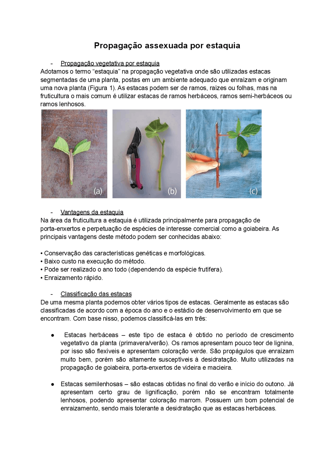 Resumo De Propagação Assexuada Propagação Florestal Resumos