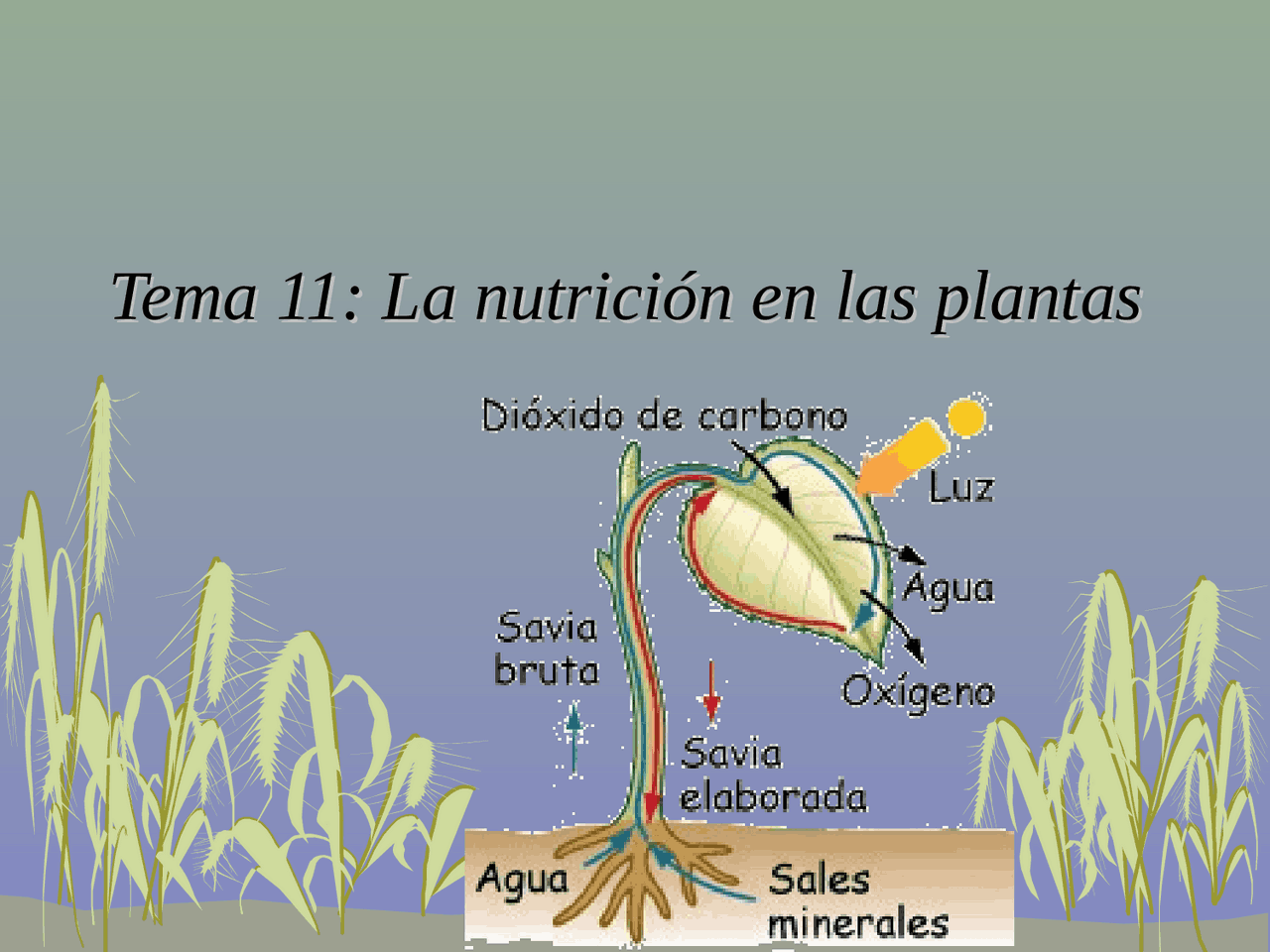 Nutricion Plantas Pdf Resúmenes De Biología Docsity