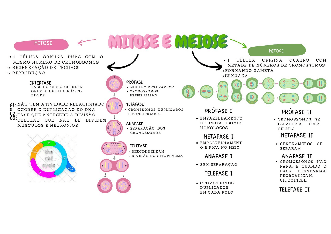 Meiose E Mitose Divisão Celular Esquemas Biologia Docsity