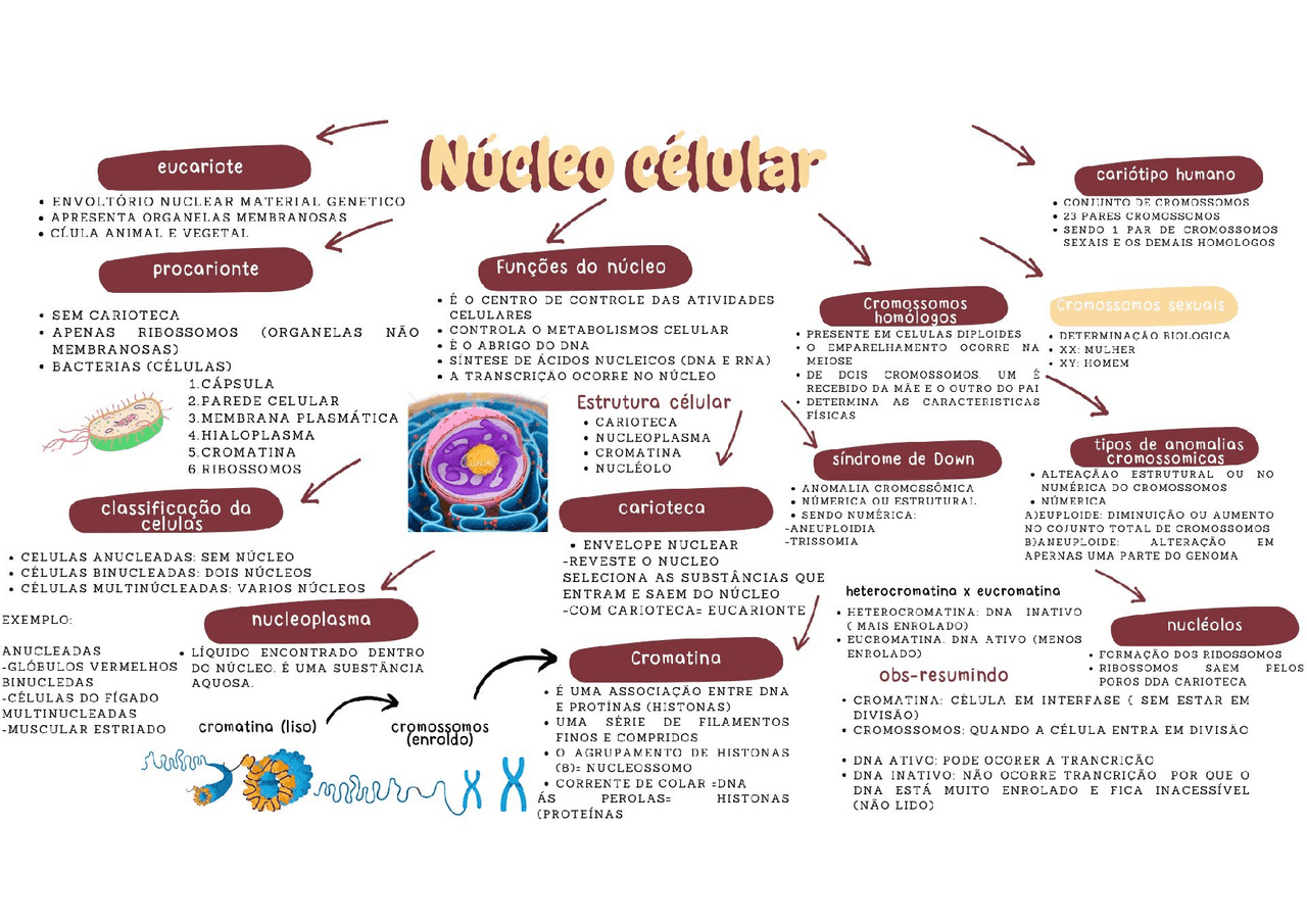Núcleo celular_ citologia | Esquemas Biologia | Docsity