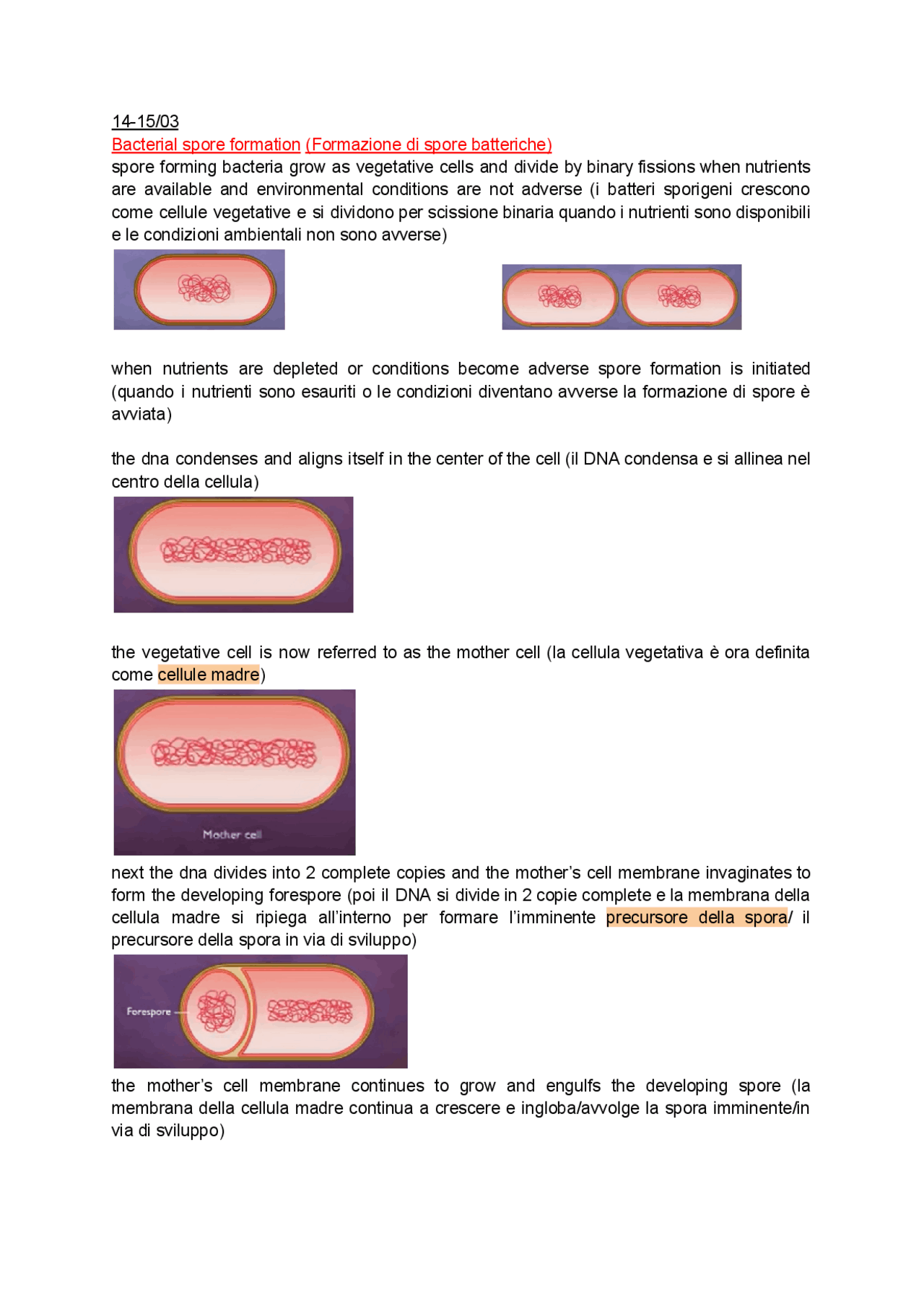 Formazione di spore batteriche | Schemi e mappe concettuali di ...