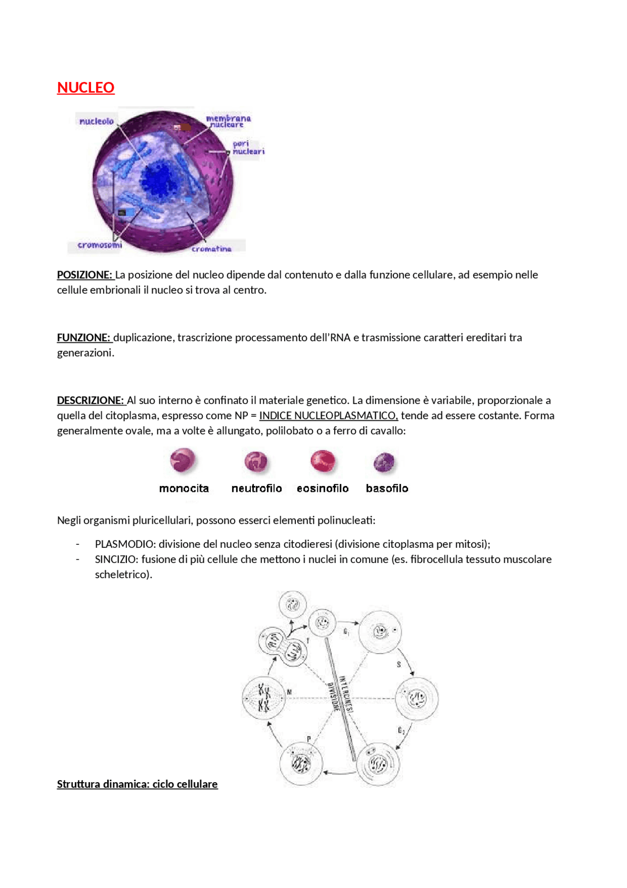 Il nucleo della cellula eucariotica | Appunti di Biologia | Docsity