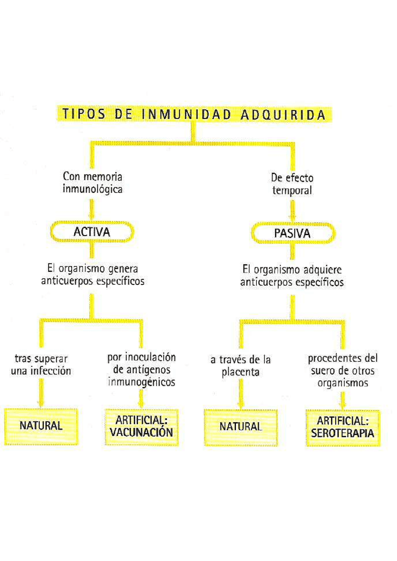 Esquema el cual explica la inmunidad activa la cual se divide en activa ...