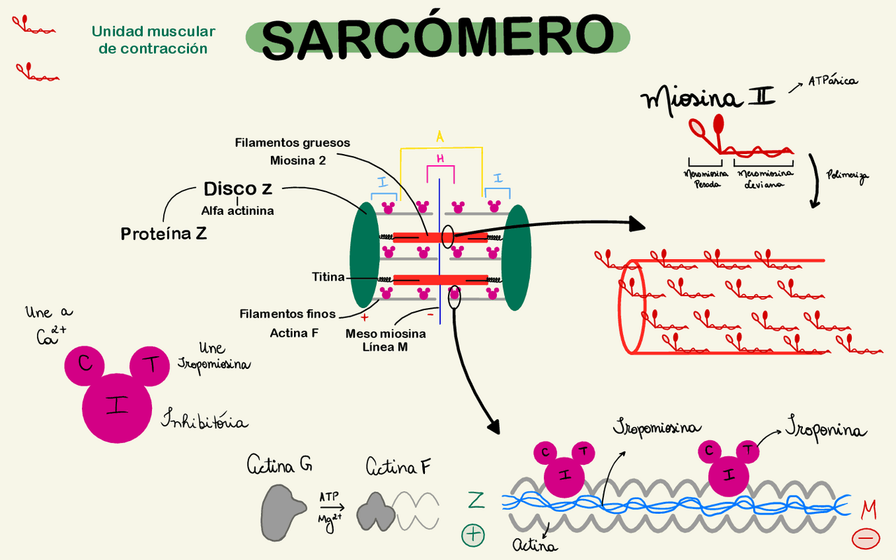 Estructura del sarcómero. Unidad de contracción muscular | Esquemas y ...
