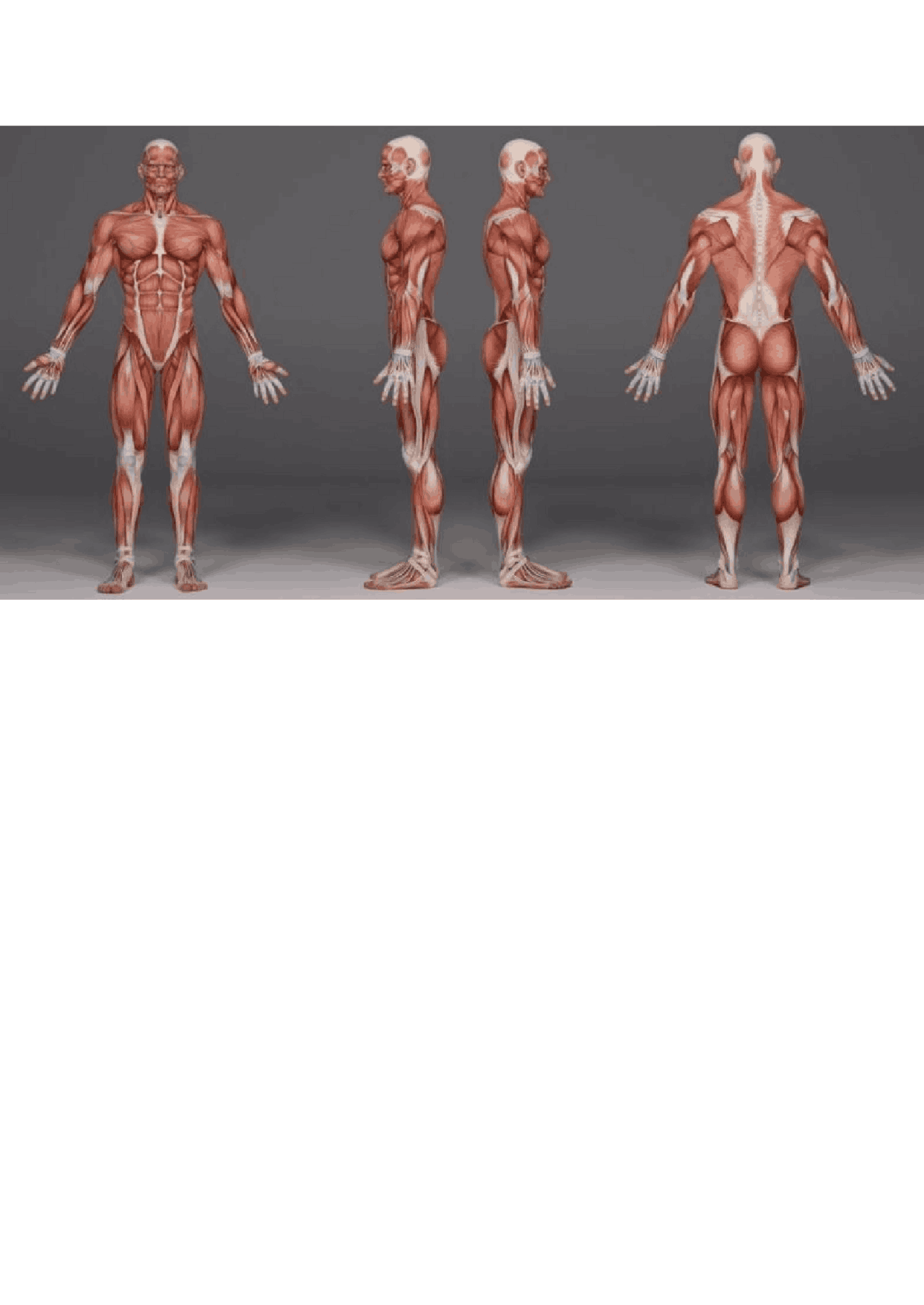 Biología Humana Los Músculos Apuntes De Biología Docsity