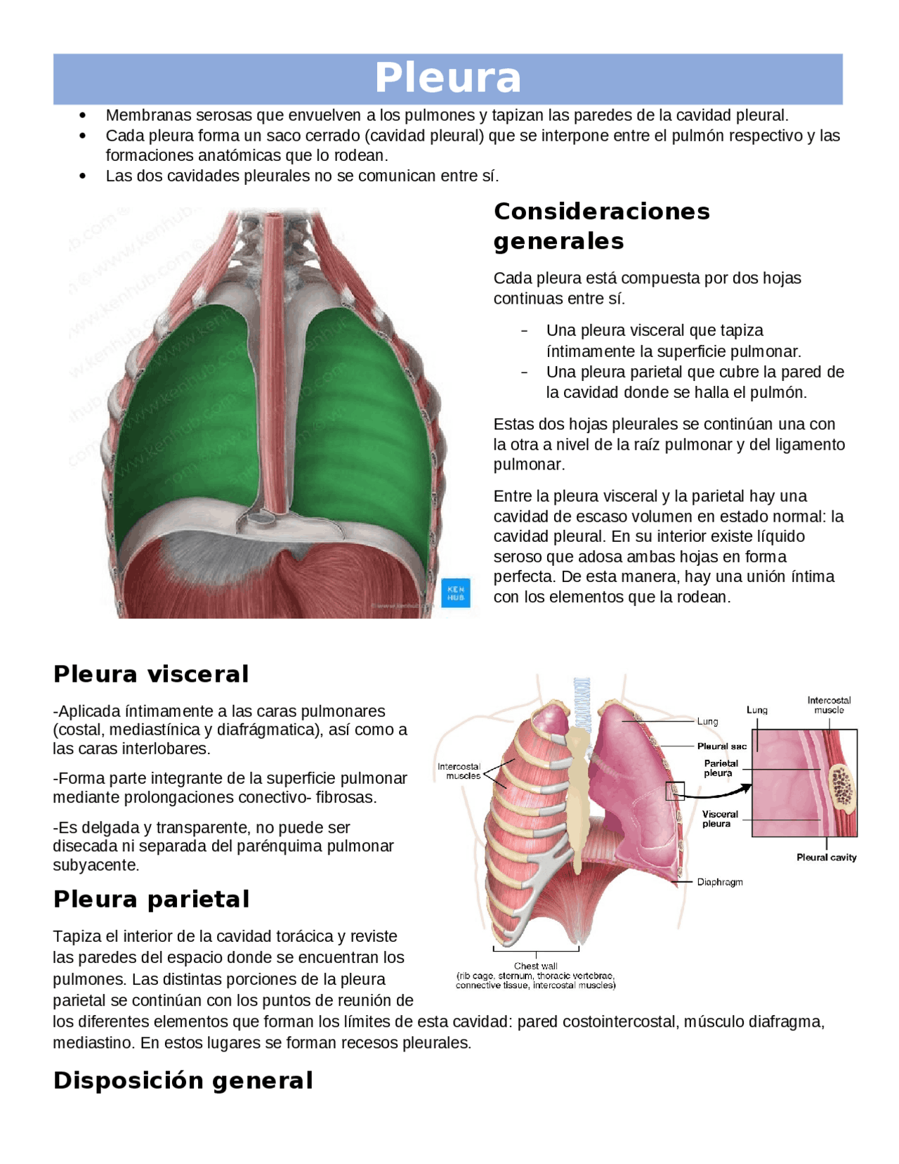 Anatomía De La Pleura Pleuras Y Pulmones | PDF | Pulmón | Aorta