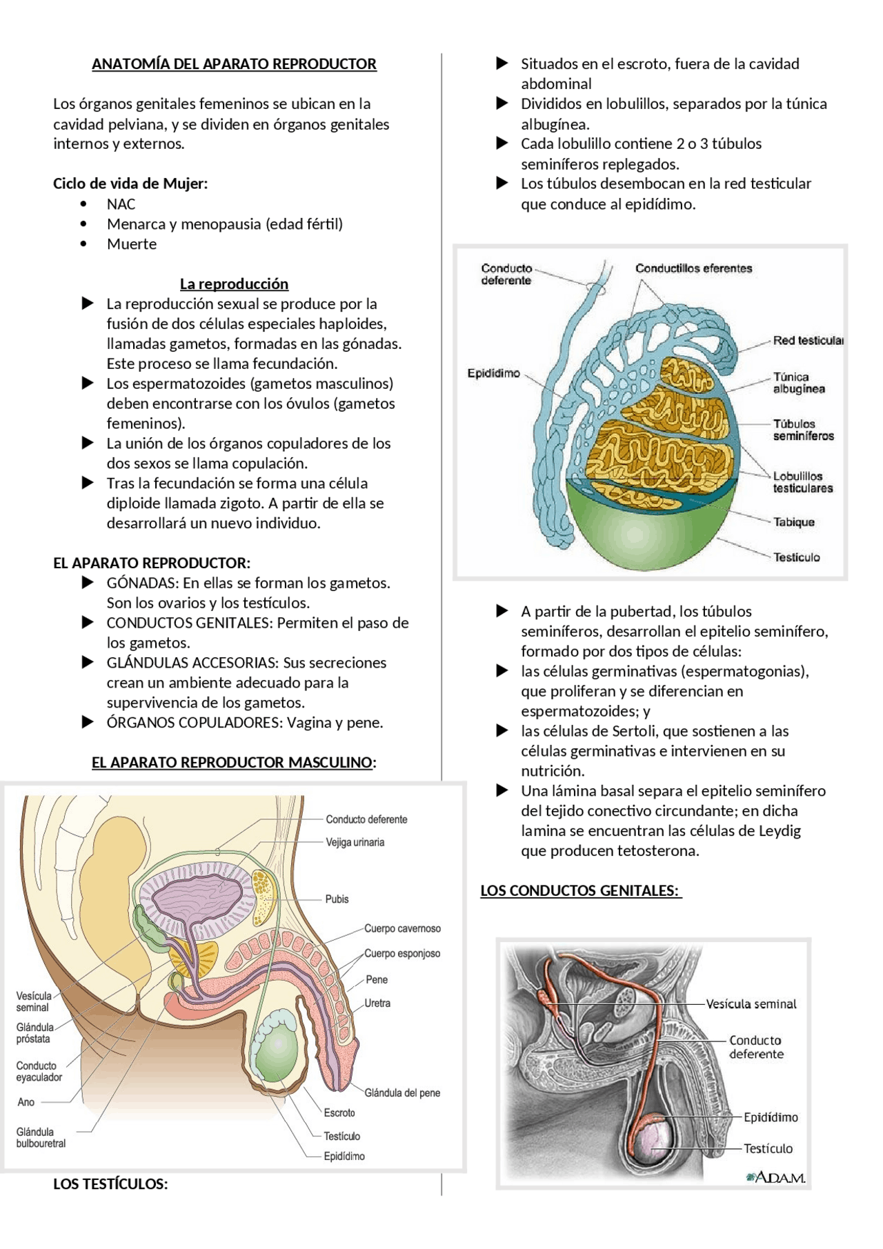 Anatomía Del Aparato Reproductor Apuntes De Anatomía Docsity