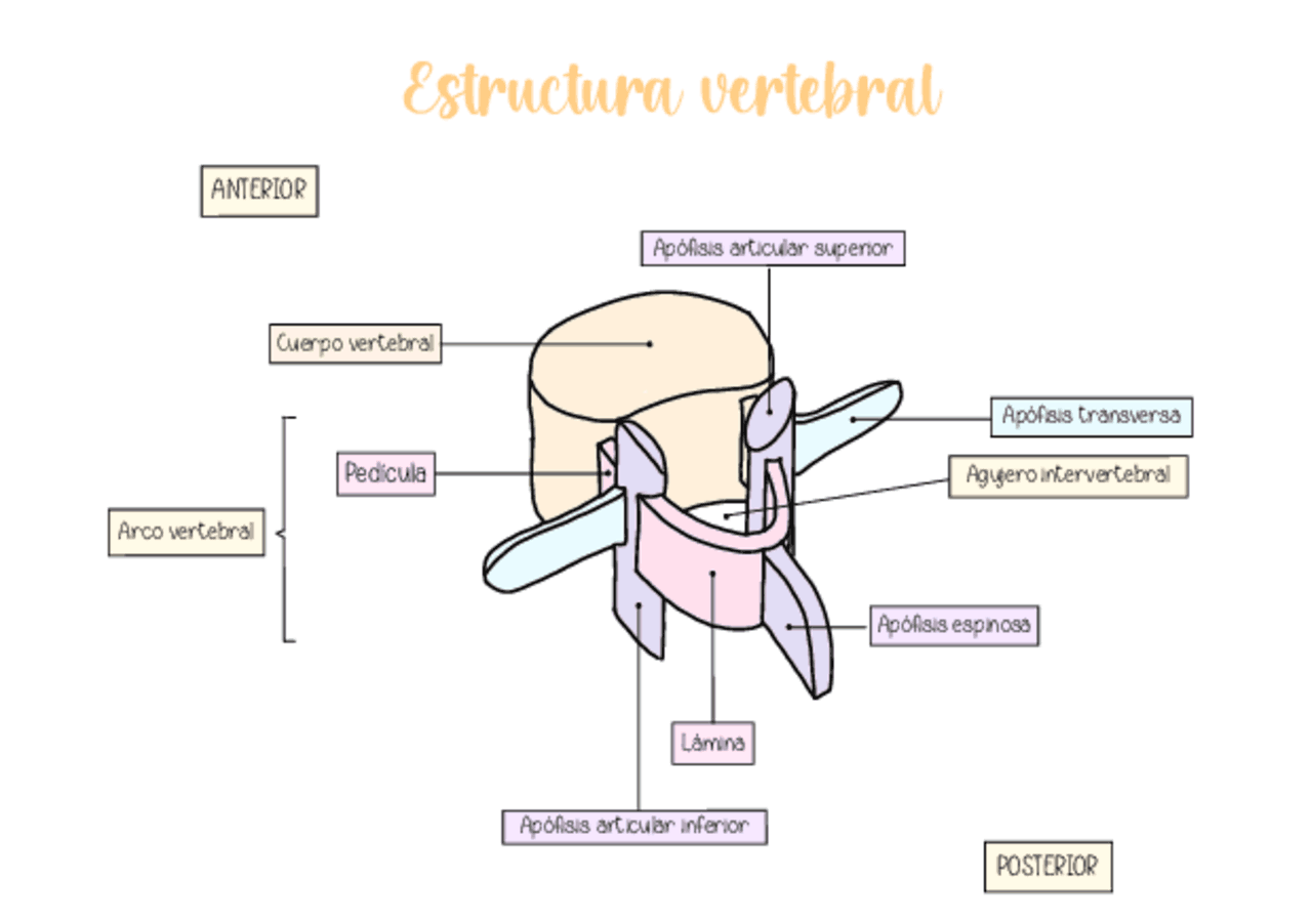 Estructura típica de una vértebra | Summaries of Anatomy | Docsity