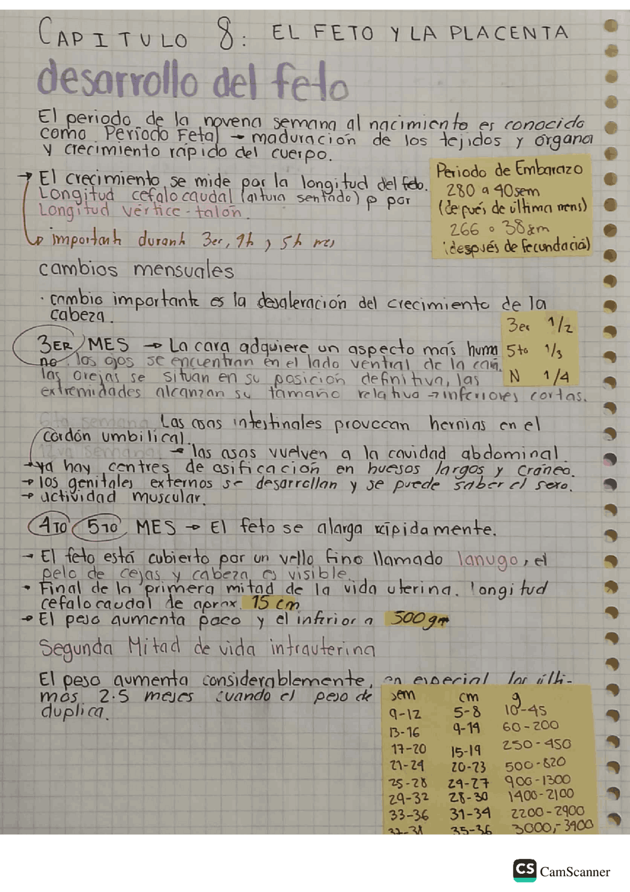 Apuntes Capitulo 8 Embriologia De Langmann Apuntes De Embriología