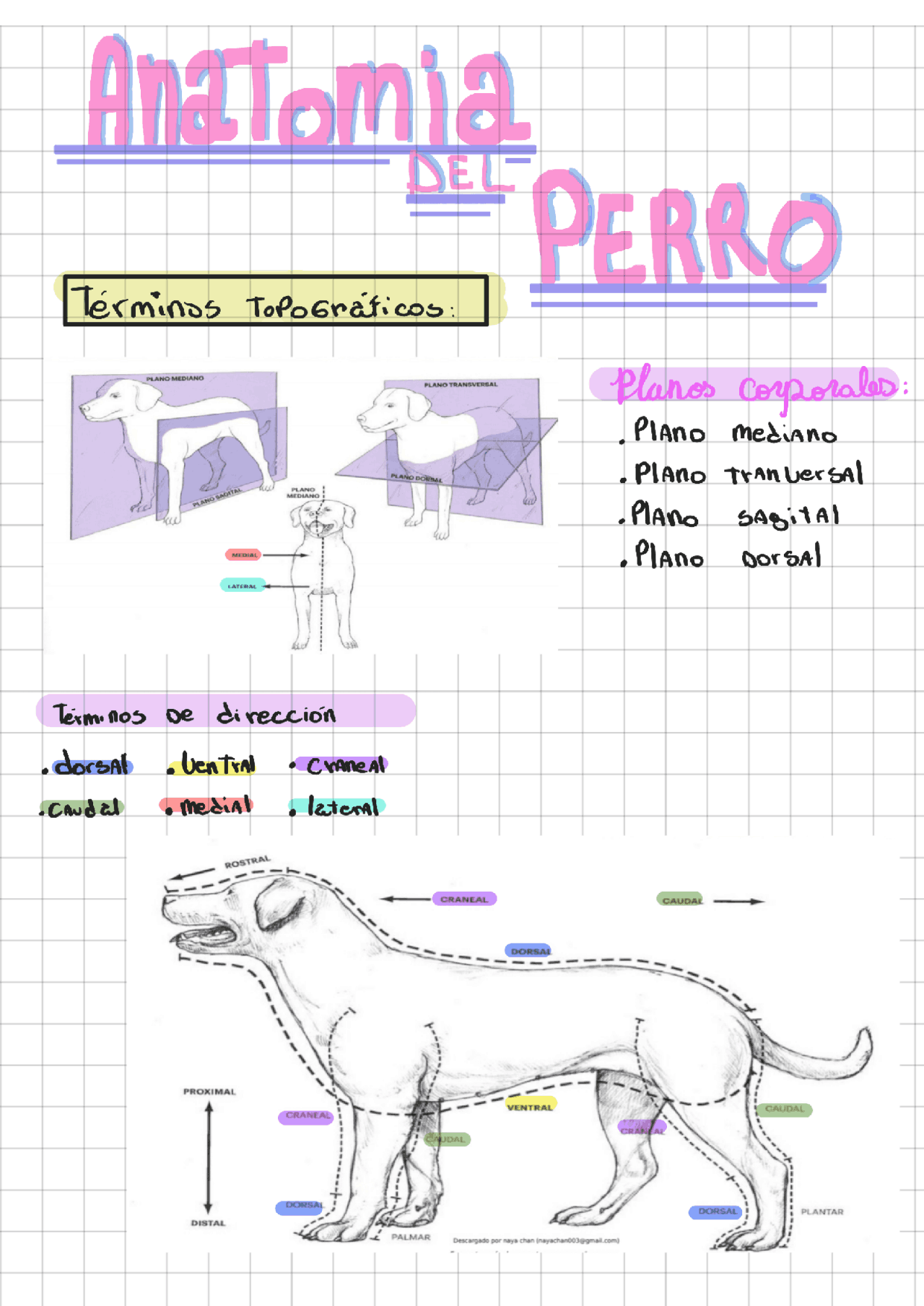 Anatomía topográfica del perro | Apuntes de Anatomía | Docsity