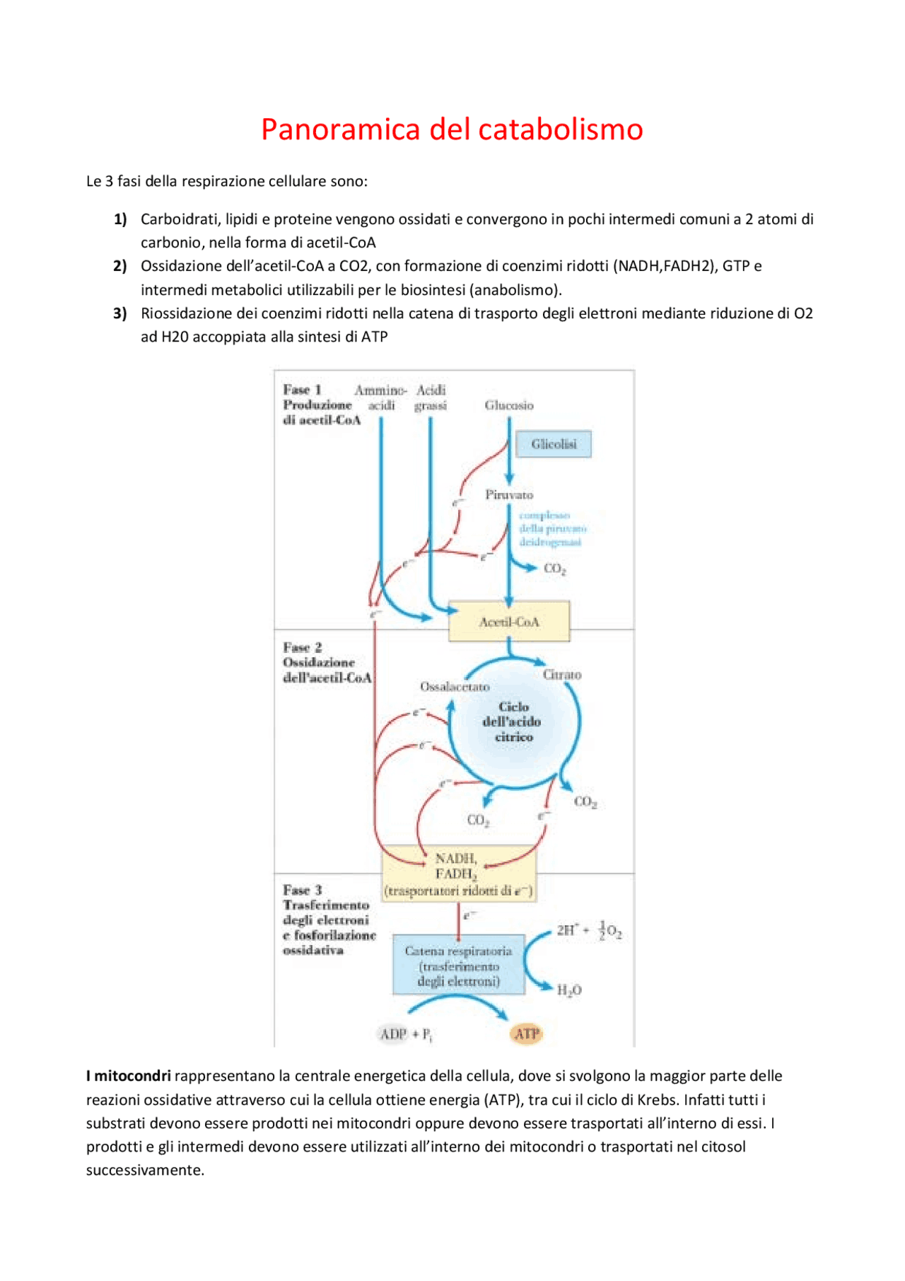 Appunti Generici Ciclo Di Krebs Sbobinature Di Biochimica Docsity
