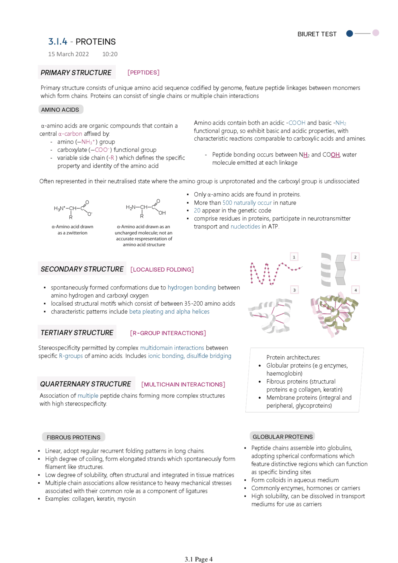 3.1.4 Proteins + enzymes / AQA A-LEVEL BIOLOGY | Study notes Biology ...