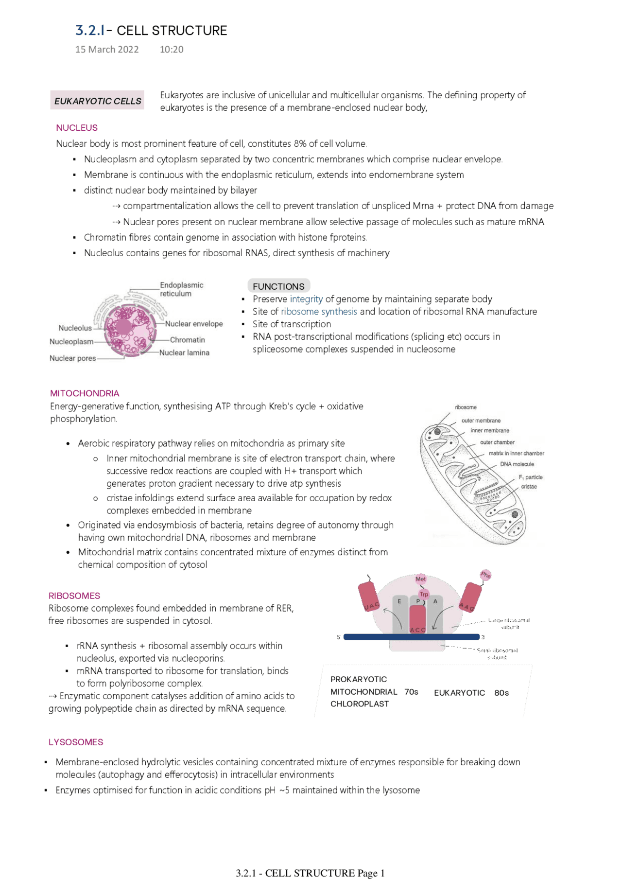 3.2.1- Cell structure / AQA A-LEVEL BIOLOGY | Study notes Biology | Docsity