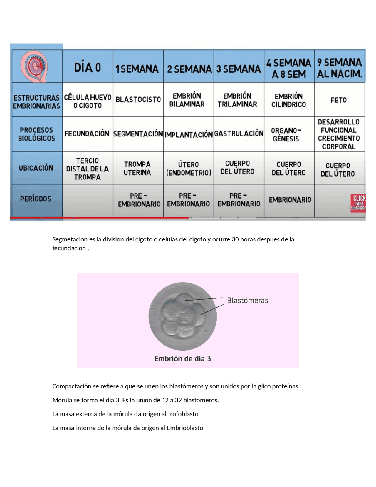 Etapas tempranas del desarrollo embrionario | Esquemas y mapas ...
