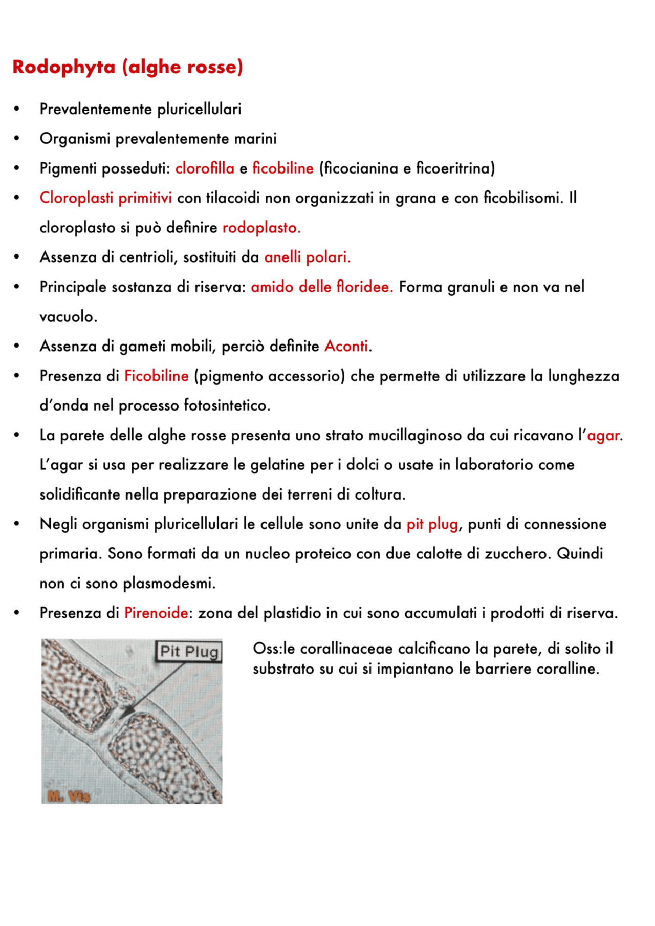 Alghe Rosse Caratteristiche E Ciclo Appunti Di Botanica Generale