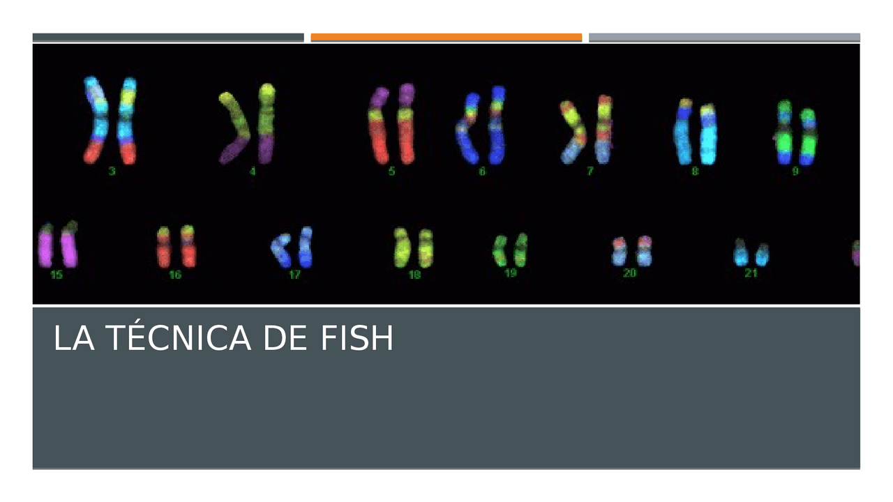 Diapositivas sobre la técnica de biología molecular de FISH ...
