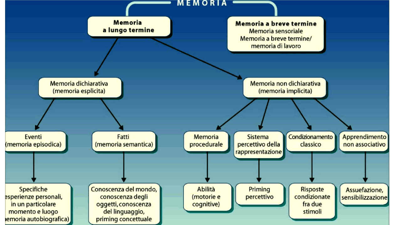 Programma Di Fondamenti Di Neuroscienze Appunti Di Neuroscienze Docsity