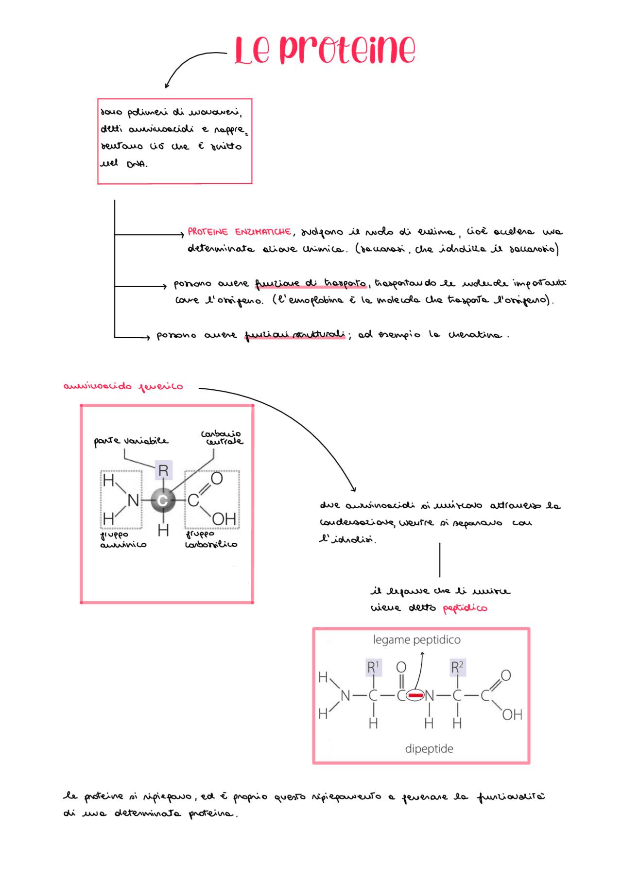 Le Proteine E Le Loro Strutture Appunti Di Biologia Docsity