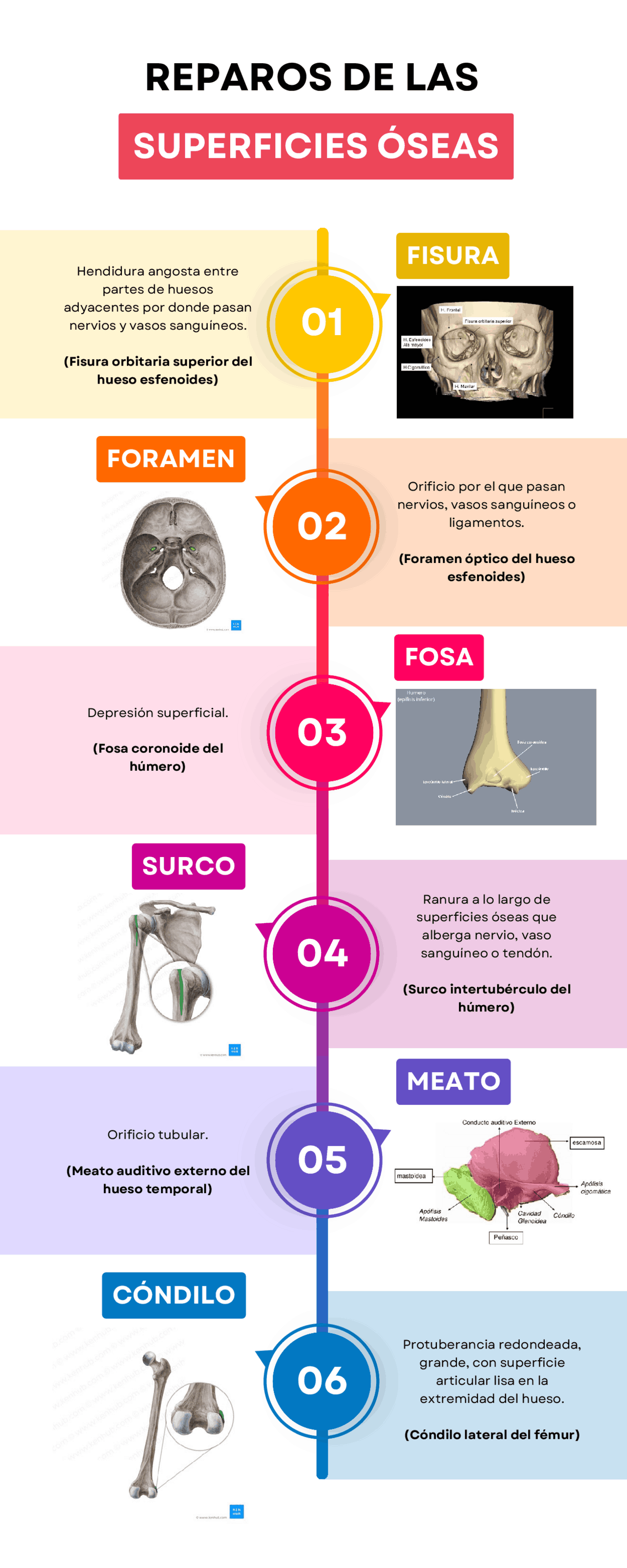 Reparos de la susperficies óseas y resumen de la cintura escapular ...
