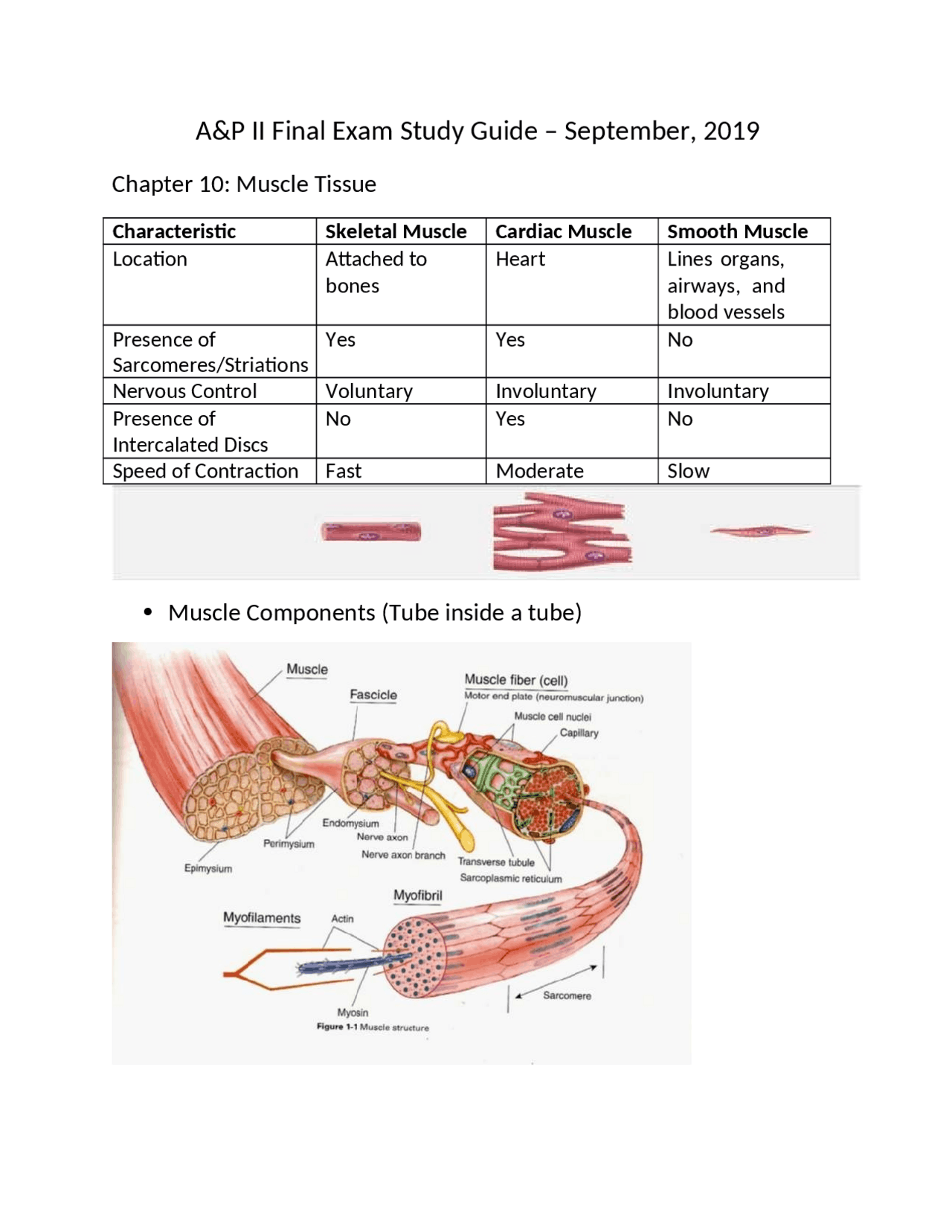 Muscle Tissue and Nervous Tissue Study Guide | Exams Biology | Docsity