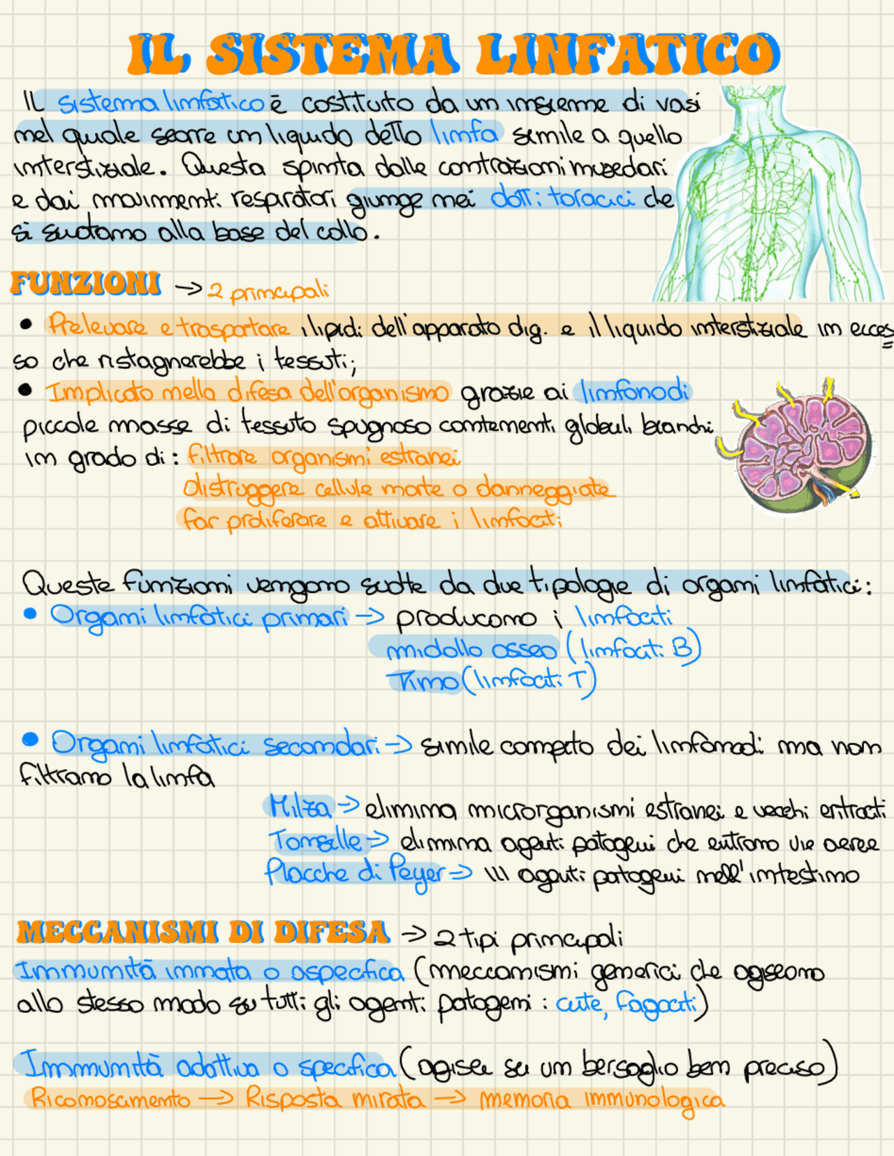 Il Sistema Linfatico Appunti Di Biologia Docsity