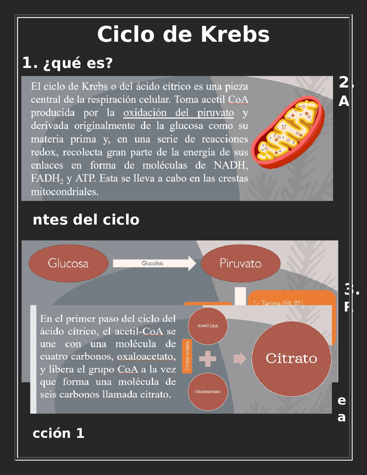 Etapas del Ciclo de Krebs | Esquemas y mapas conceptuales de Bioquímica ...