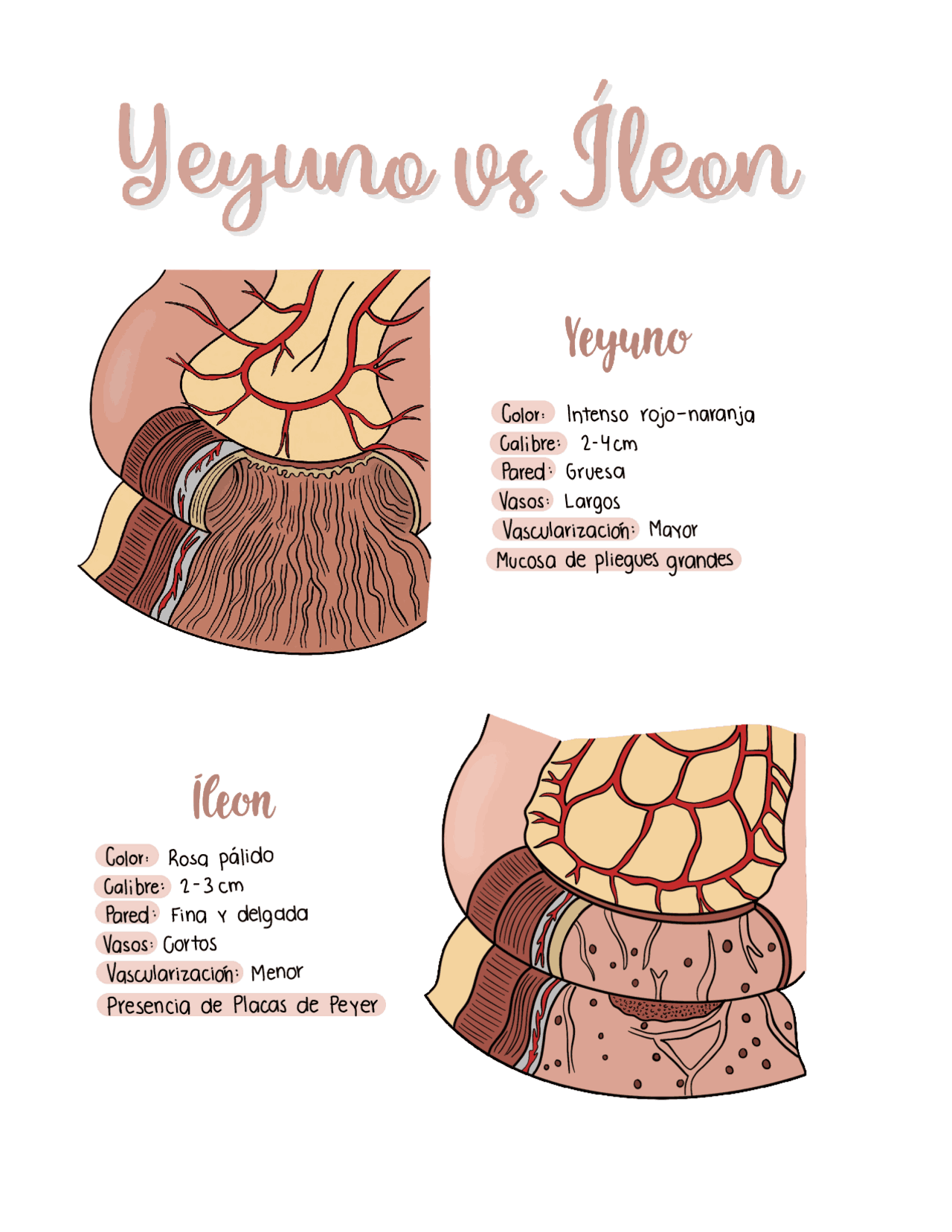 Yeyuno e ileon (ilustrado) | Diapositivas de Medicina | Docsity