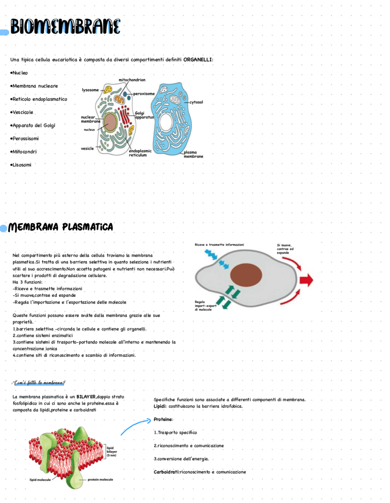 Appunti Su Tutta La Membrana Plasmatica Sbobinature Di Biologia Docsity