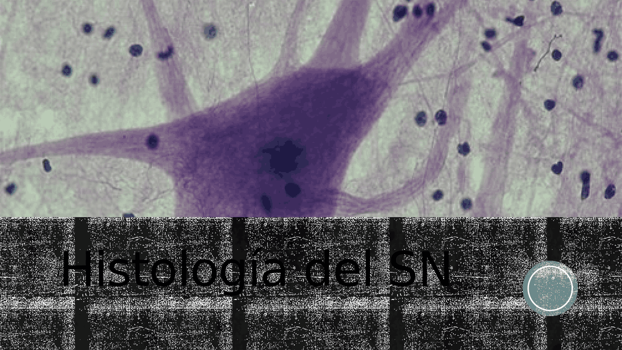 Histología Del Sistema Nervioso Diapositivas De Histología Docsity