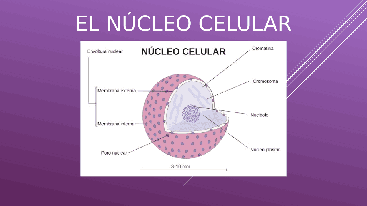 Nucleoplasma Estructura Histoweb