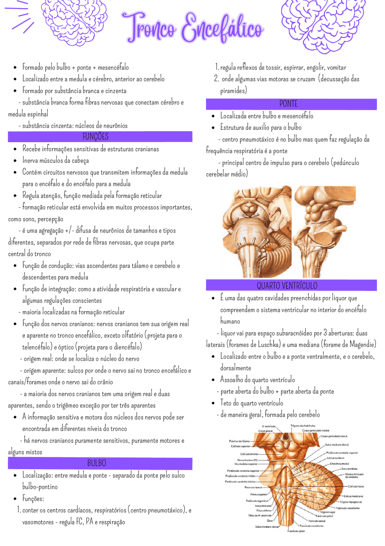 Resumo De Neuroanatomia Tronco Encefálico Resumos Neuroanatomia