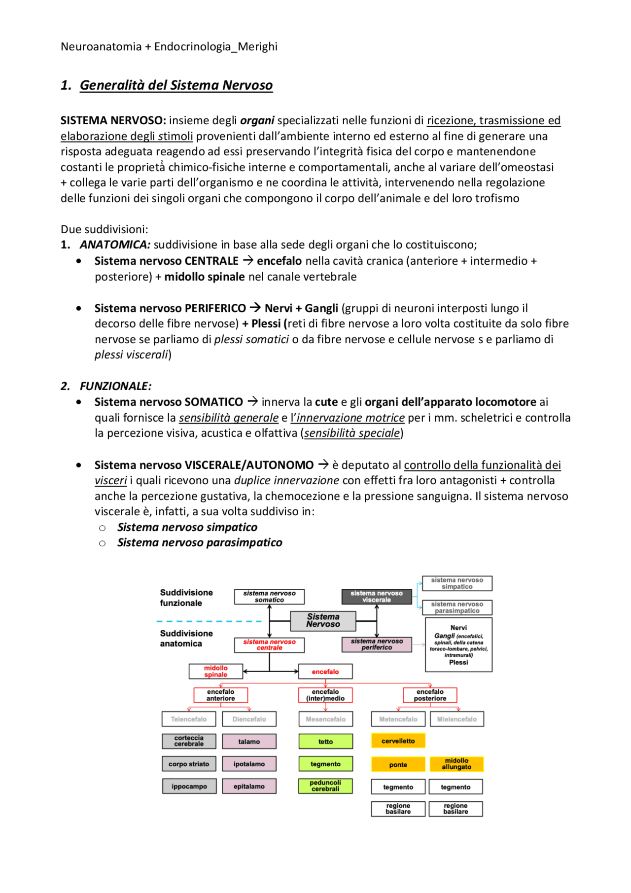Appunti Completi Neuroanatomia Appunti Di Neuroanatomia Docsity