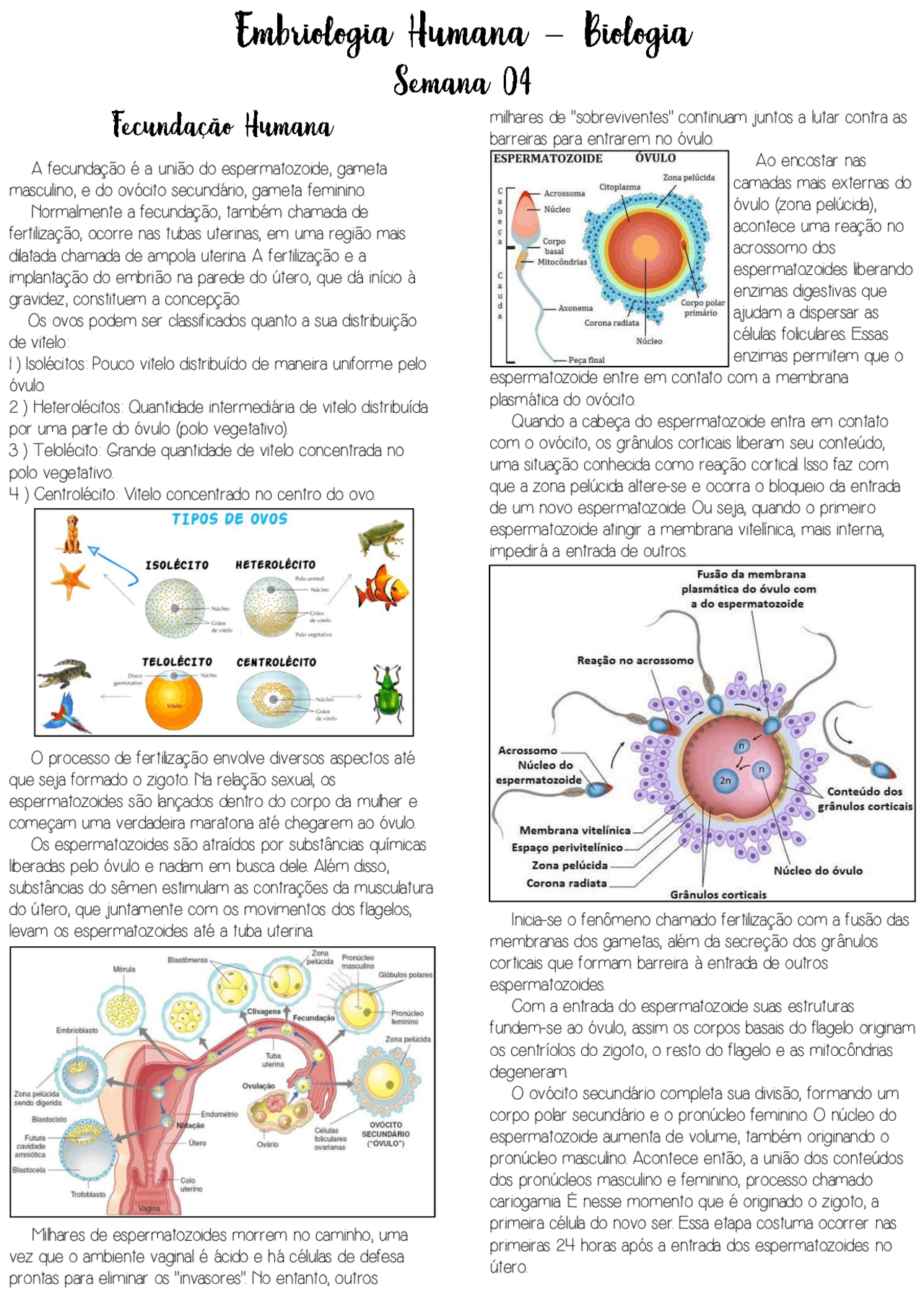 Embriologia Humana (Biologia) | Study notes Biology | Docsity