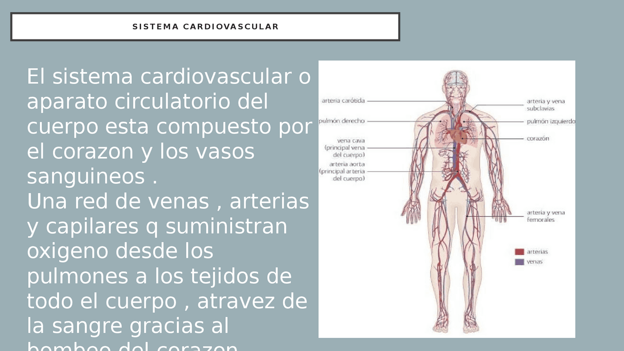 Sistema Cardíovascular Funciones del Sistema Cardiovascular Formación ...