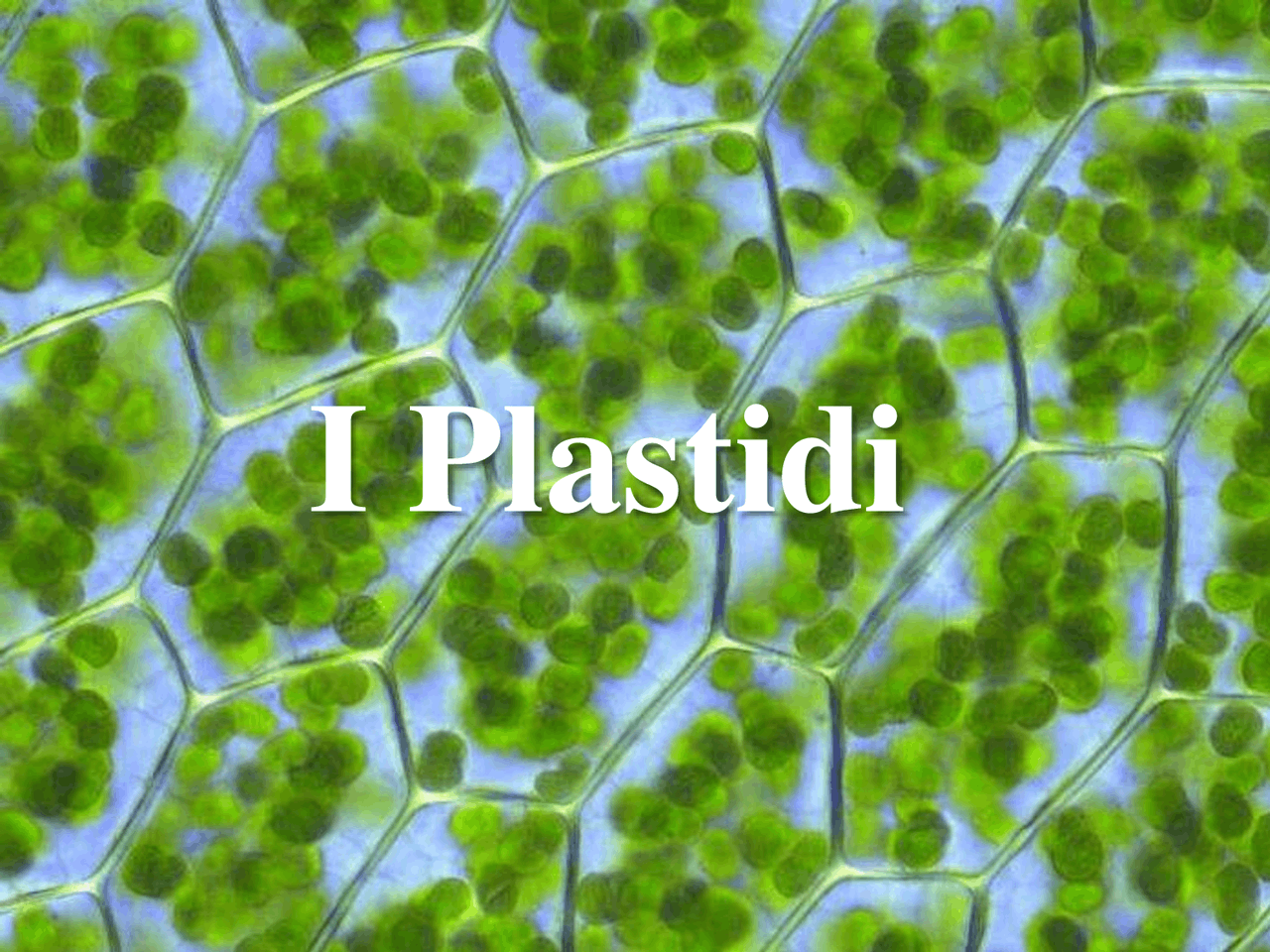 I plastidi; nel cellule | Schemi e mappe concettuali di Biologia | Docsity