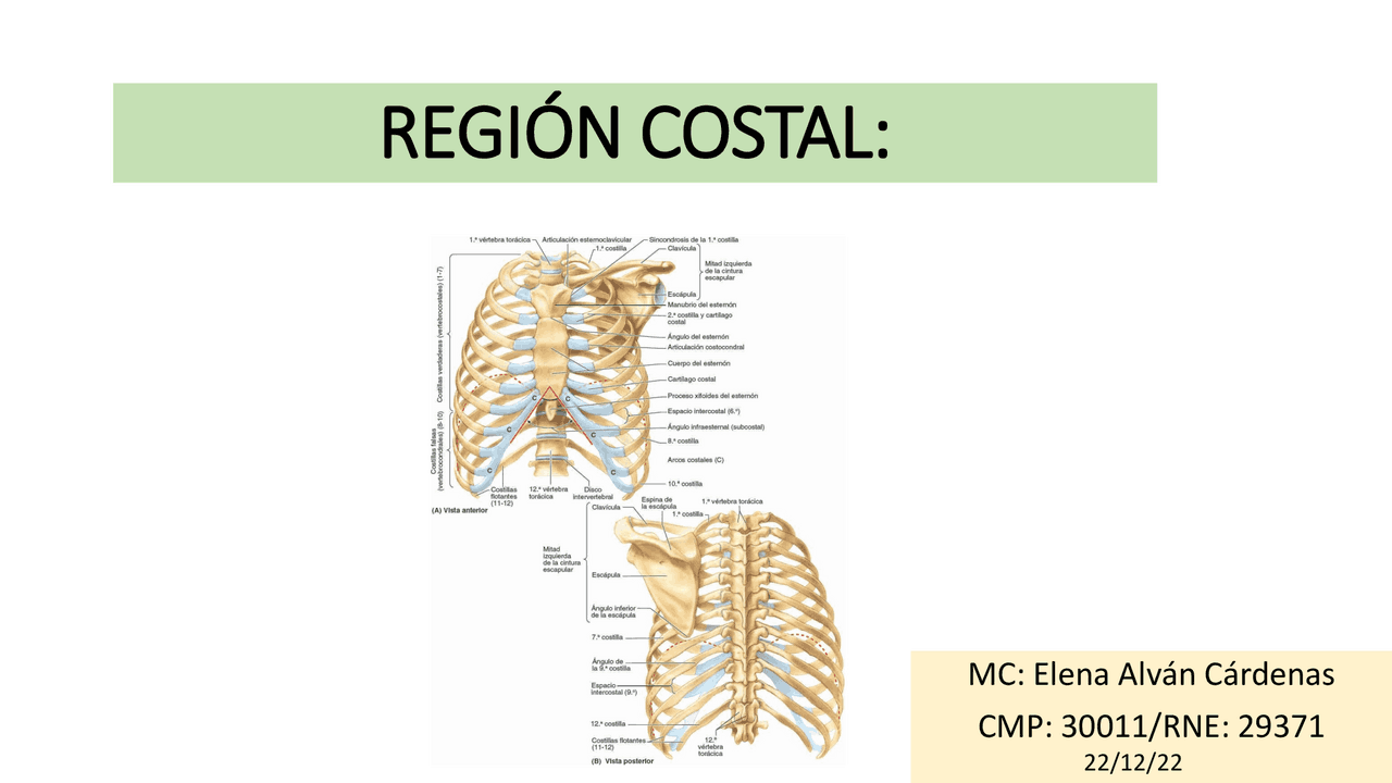 Region esternal y region mamaria | Diapositivas de Anatomía | Docsity