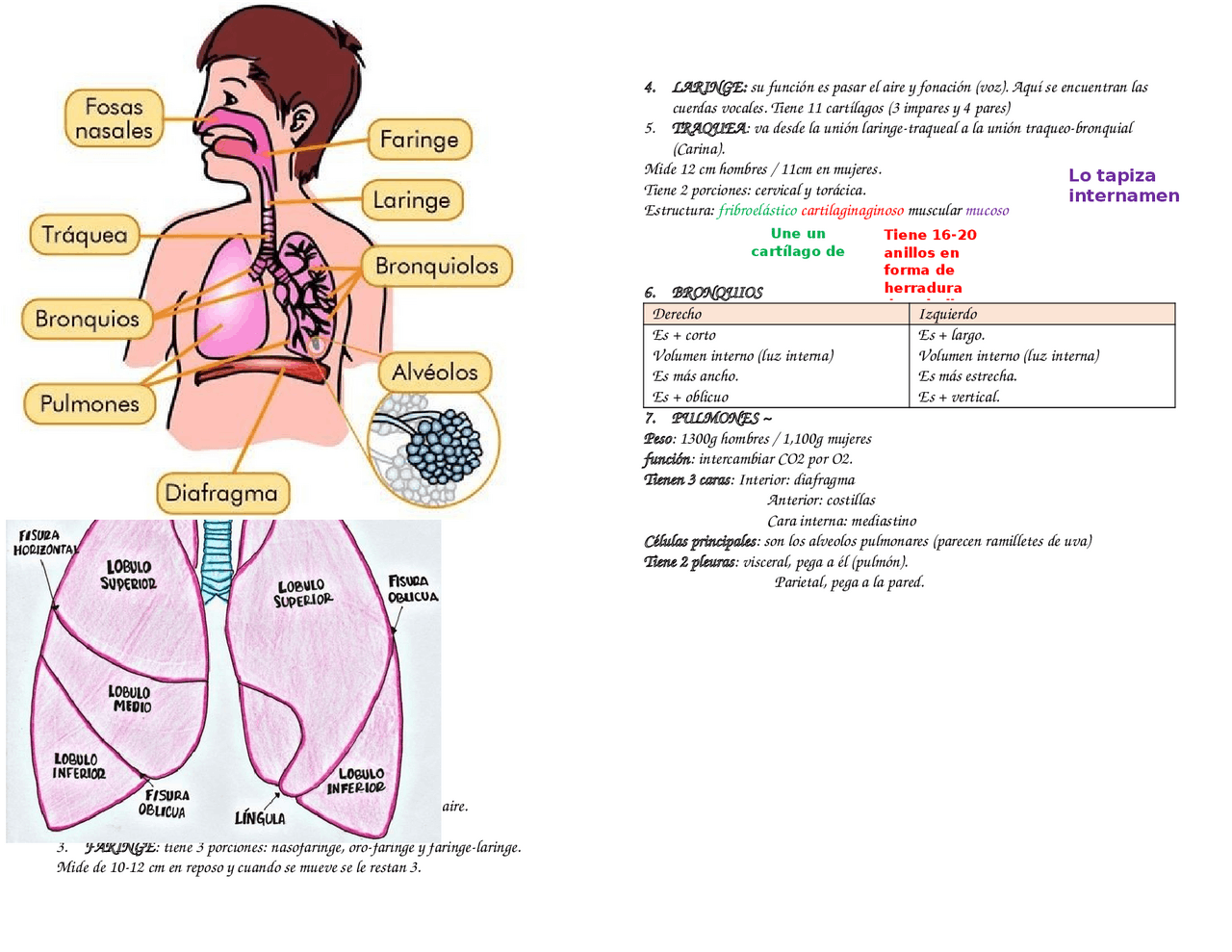 Apuntes Anatomia Basica Apuntes De Anatomía Docsity
