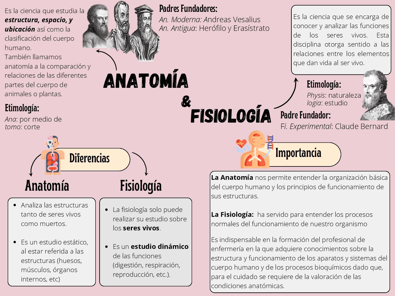 Diagramas De Anatomia E Fisiologia