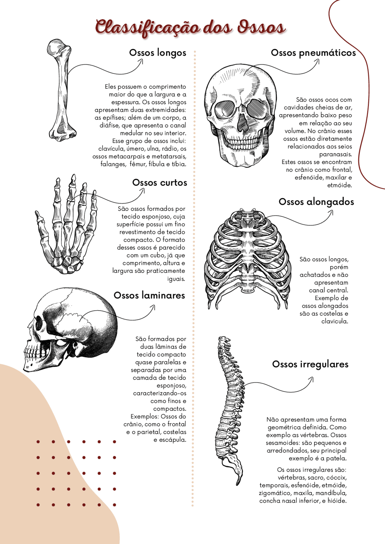 Classificação dos ossos do corpo humano | Esquemas Biologia | Docsity