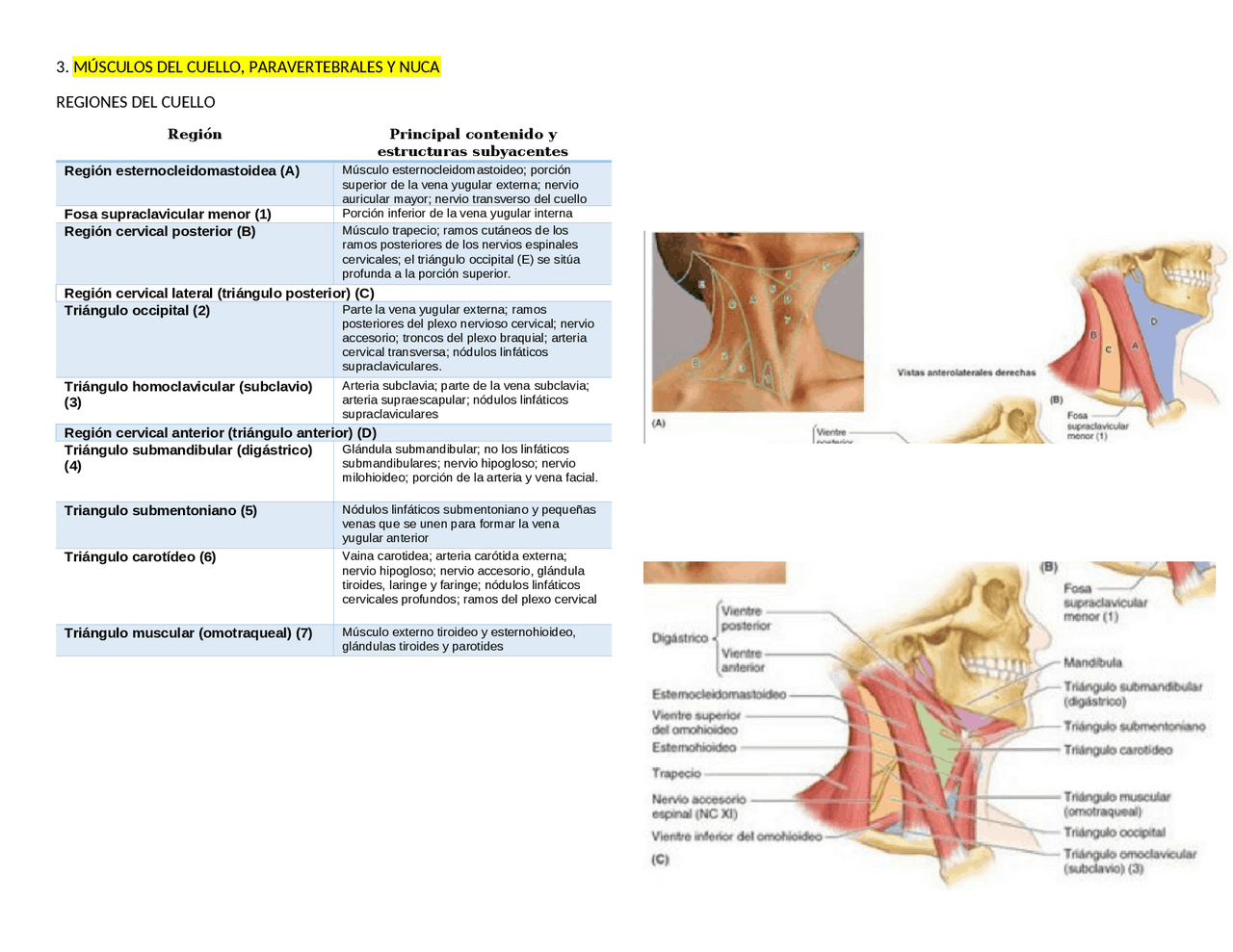 Músculos del cuello, para-vertebrales y de la nuca | Summaries of ...
