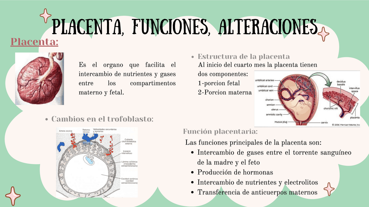 Funcion y algunas alteraciones en el desarrollo de la placenta ...