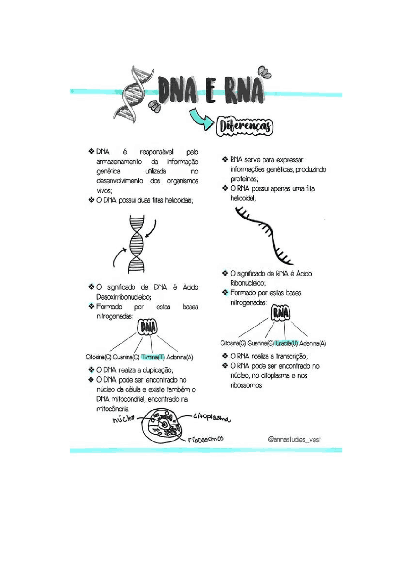 DNA, RNA e suas diferenças. | Esquemas Biologia | Docsity