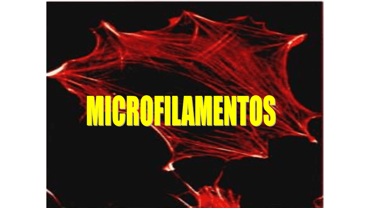 Microfilamentos, características y conceptos | Diapositivas de Biología ...