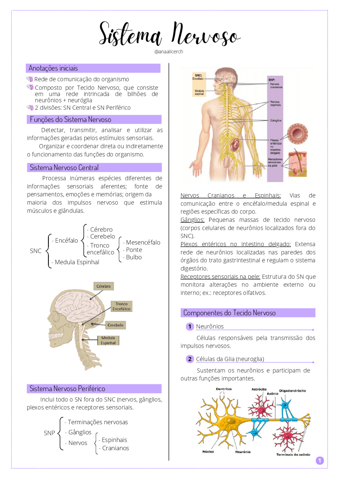 Resumo Sistema Nervoso | Resumos Biologia | Docsity